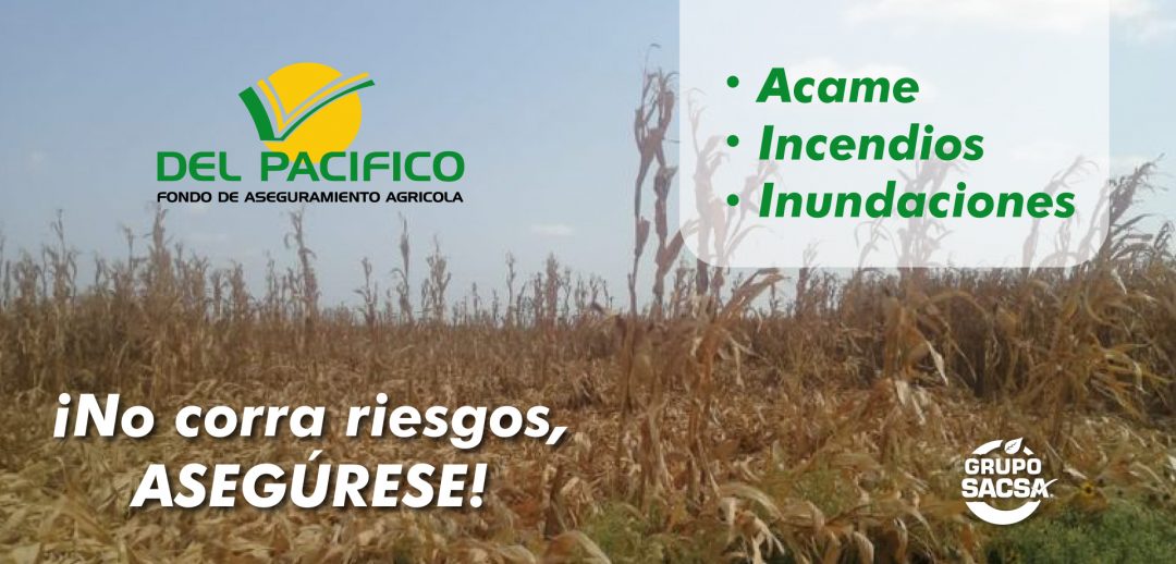 Inicio - Grupo SACSA